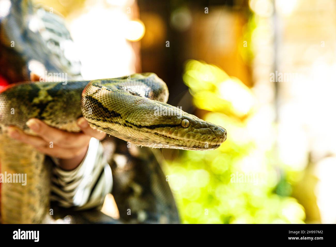 Hand holding the head of a snake hi-res stock photography and images ...