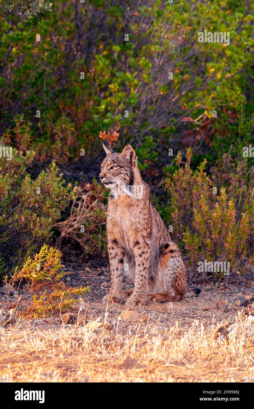 Iberian lynx, Lynx pardinus, wild cat endemic to Iberian Peninsula in ...