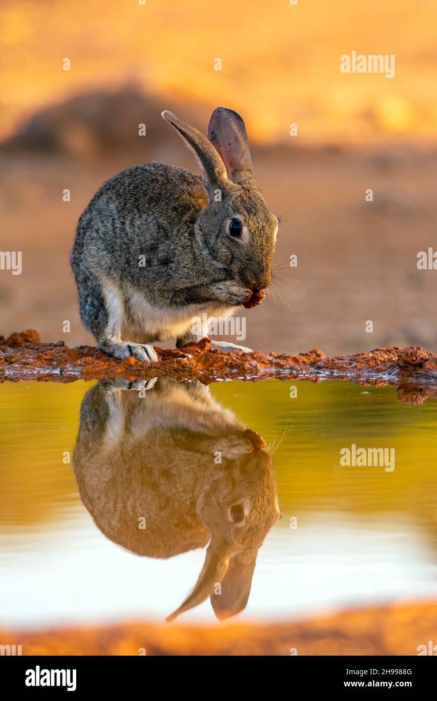 Iberian hare in the field in Castilla La Mancha, Spain. Iberian hare ...