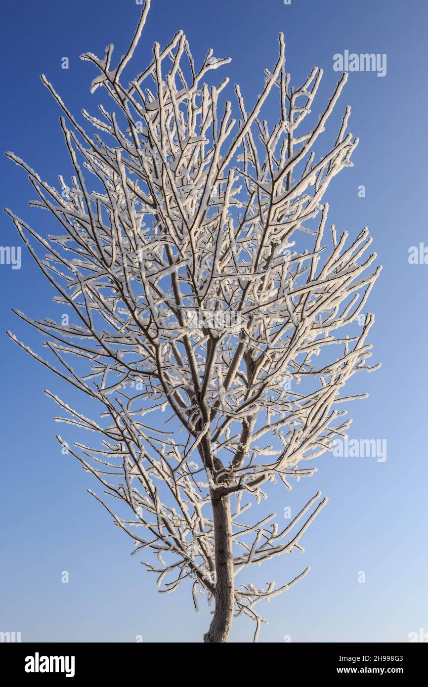 Frozen tree on daylight Stock Photo - Alamy