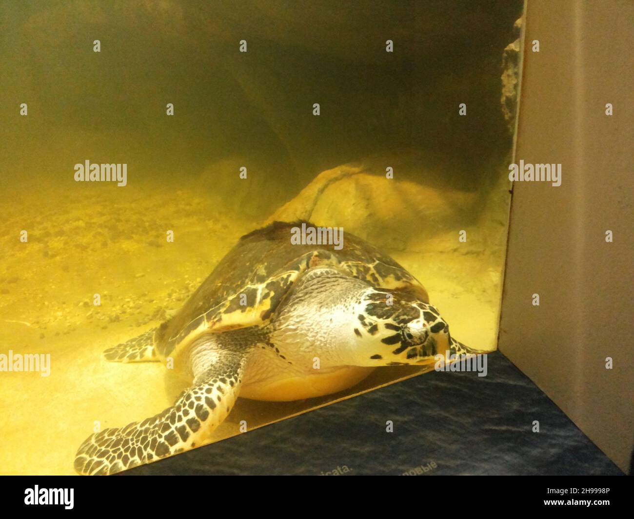 Happy cute sea turtle swimming freely in the blue ocean. Scuba diving ...