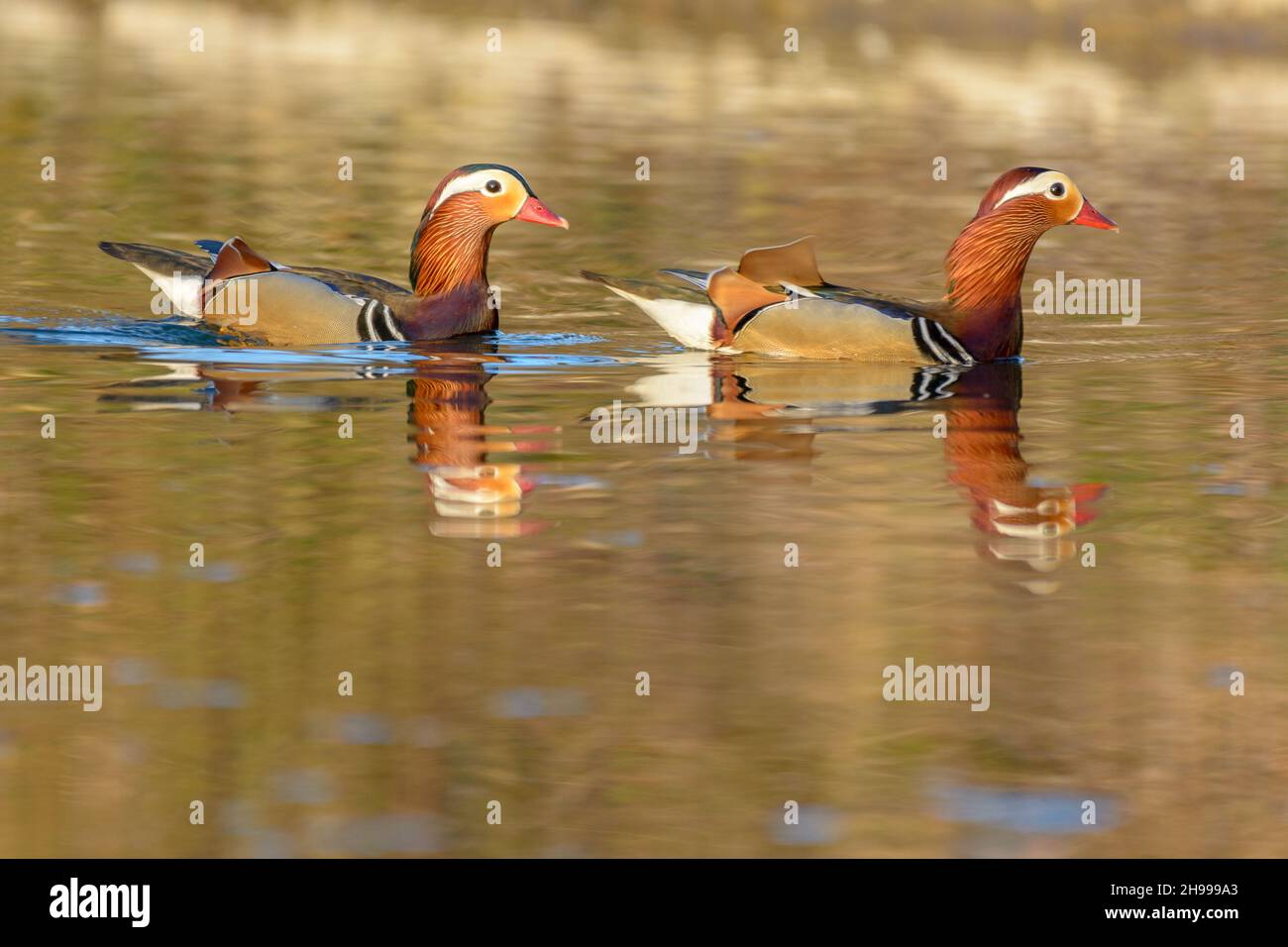 Beautiful Mandarin Duck swimming on the water Stock Photo - Alamy