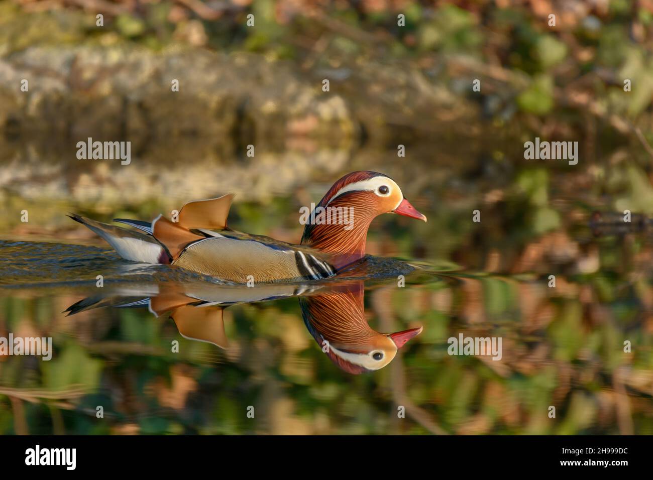 Beautiful Mandarin Duck swimming on the water Stock Photo - Alamy