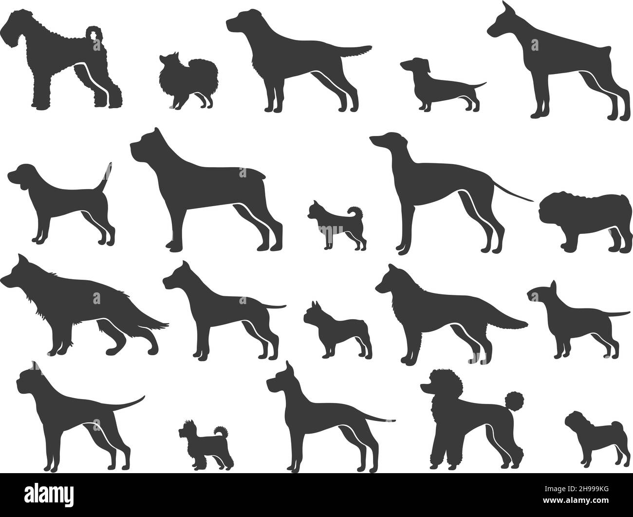 Puppy intelligence Black and White Stock Photos & Images - Alamy