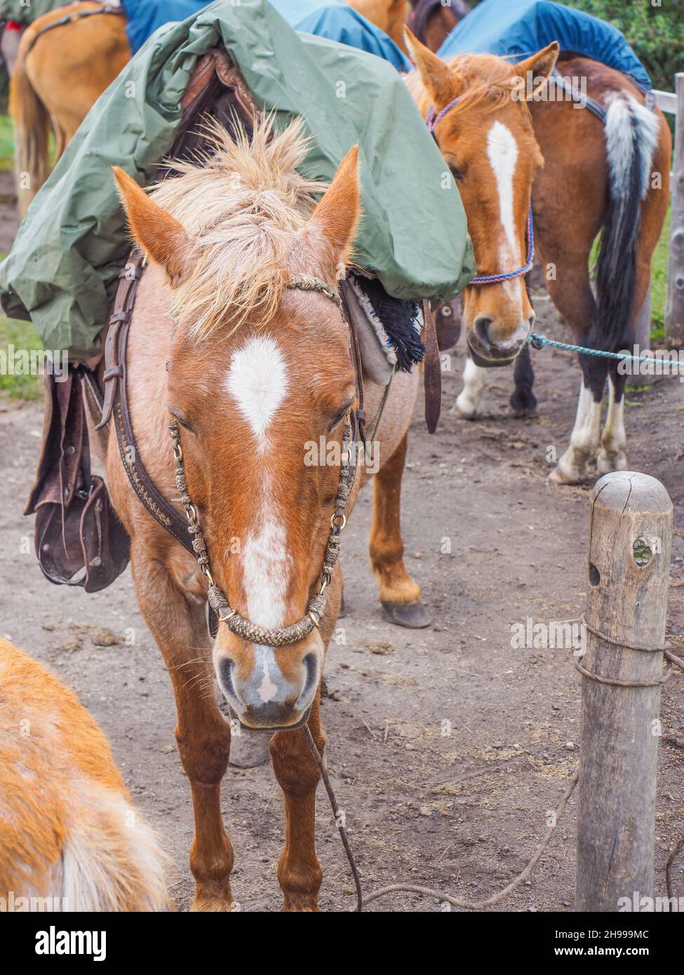 mountain horses. horseback riding through the Andes. Excursions. Horses ...