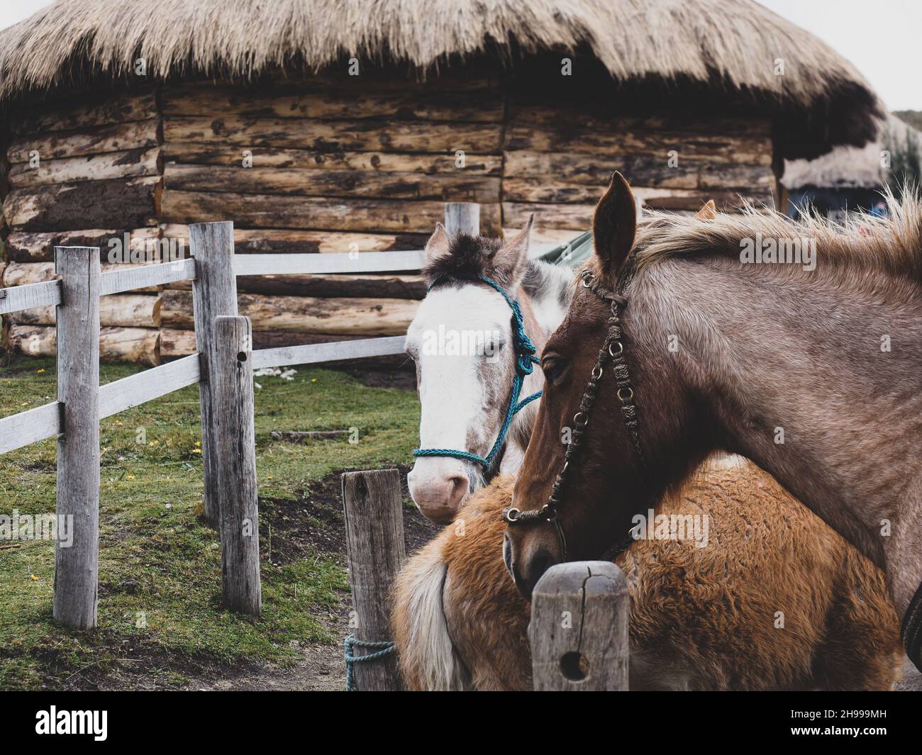 mountain horses. horseback riding through the Andes. Excursions. Horses ...