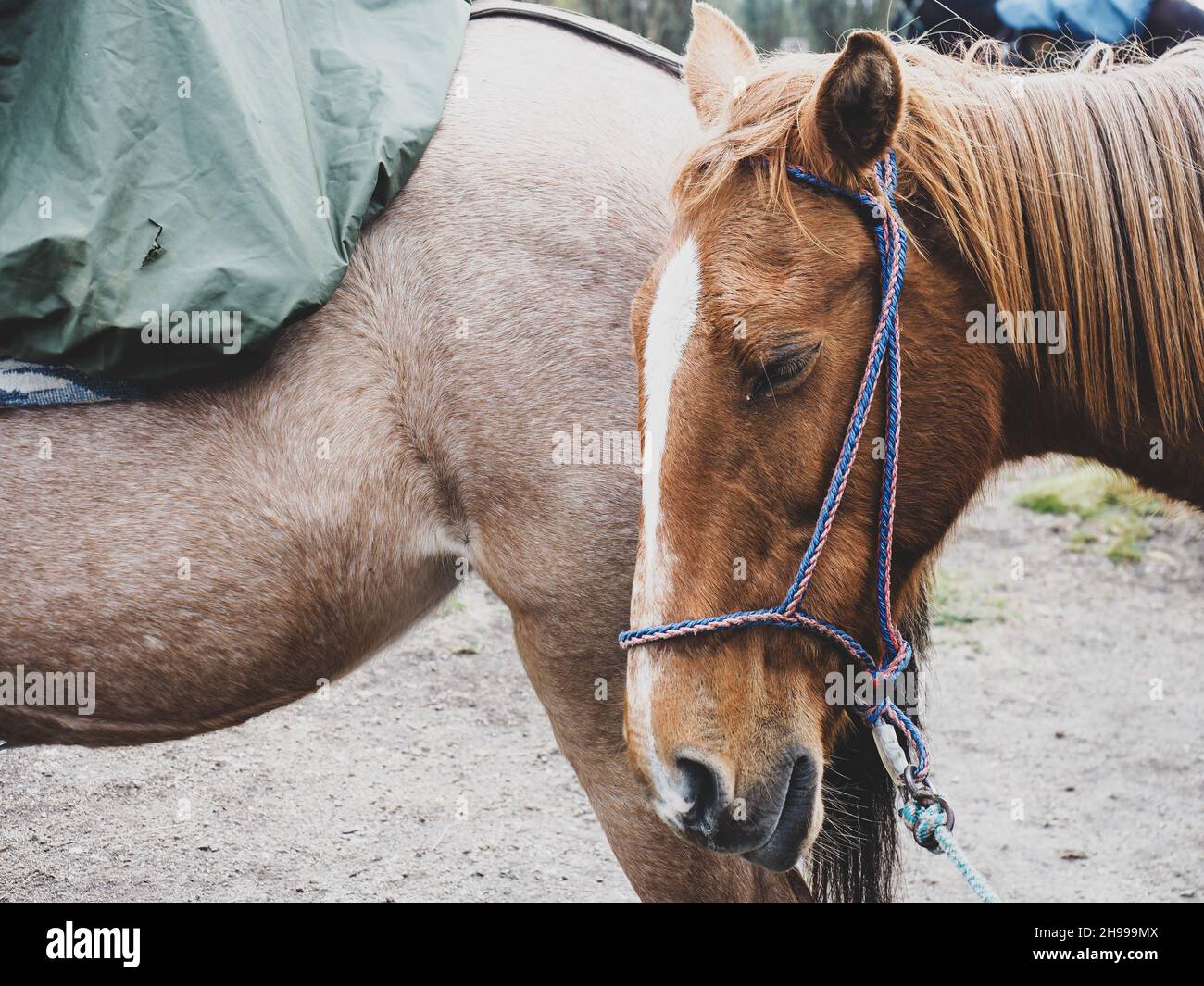 mountain horses. horseback riding through the Andes. Excursions. Horses ...