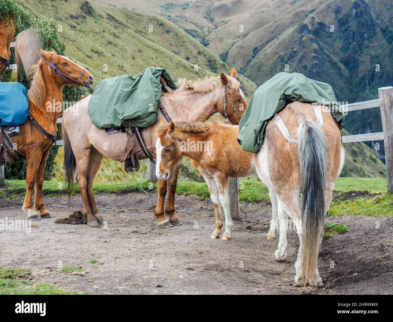 mountain horses. horseback riding through the Andes. Excursions. Horses ...