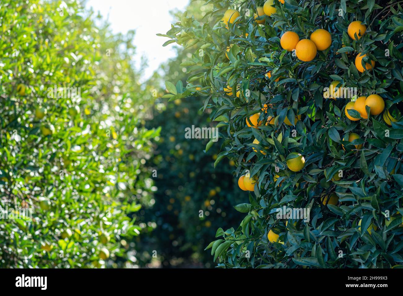 rows of orange trees on an industrial fruit plantation close up Stock ...
