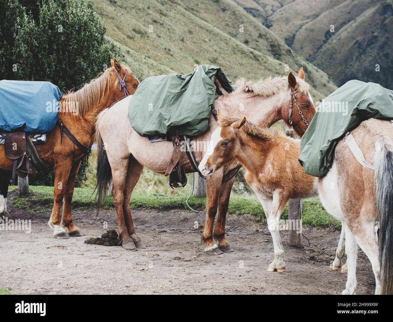 mountain horses. horseback riding through the Andes. Excursions. Horses ...