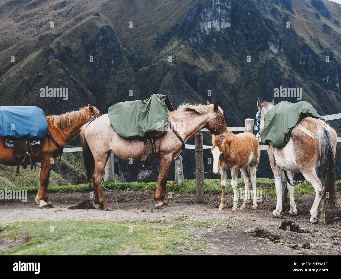 mountain horses. horseback riding through the Andes. Excursions. Horses ...