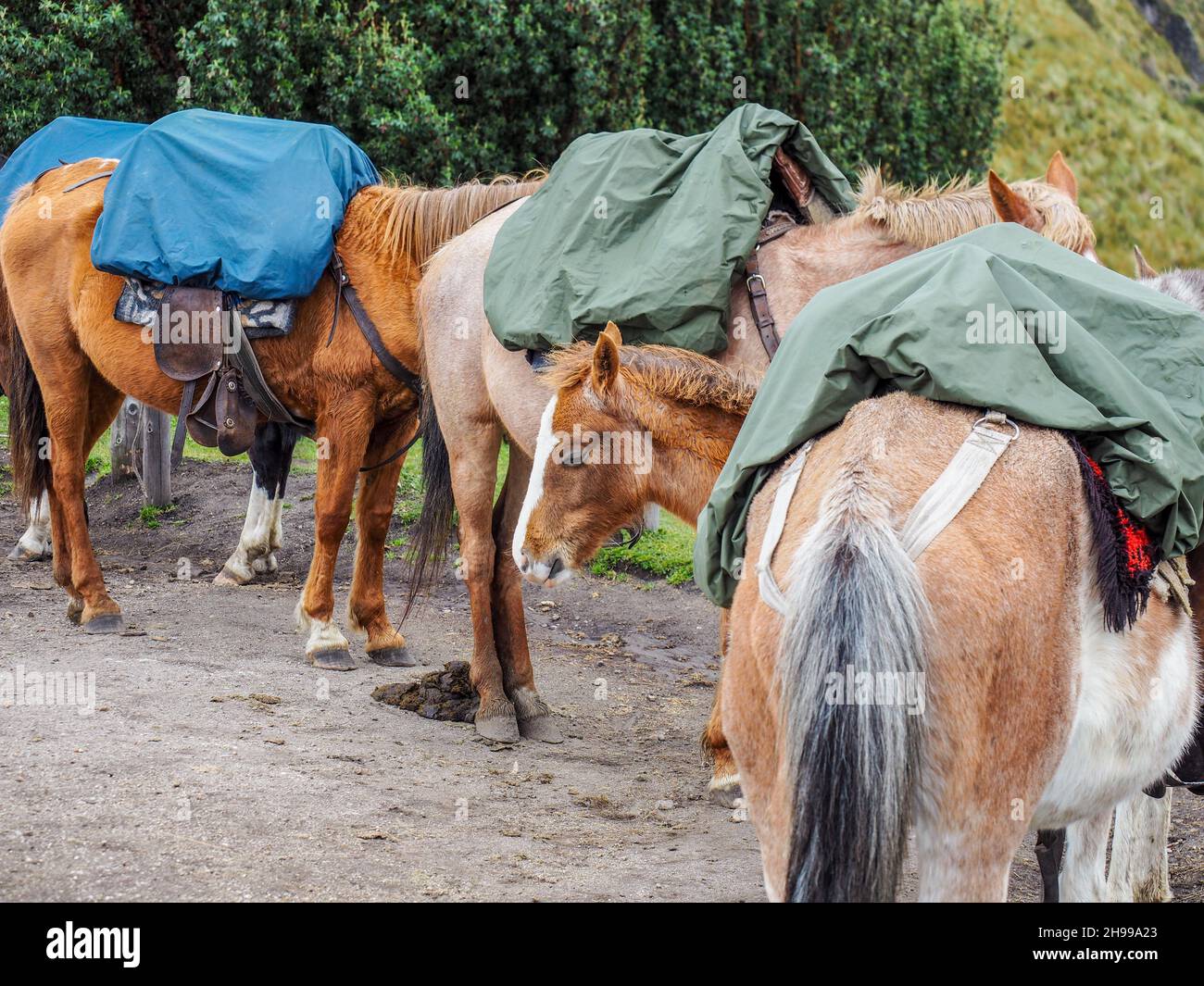 mountain horses. horseback riding through the Andes. Excursions. Horses ...