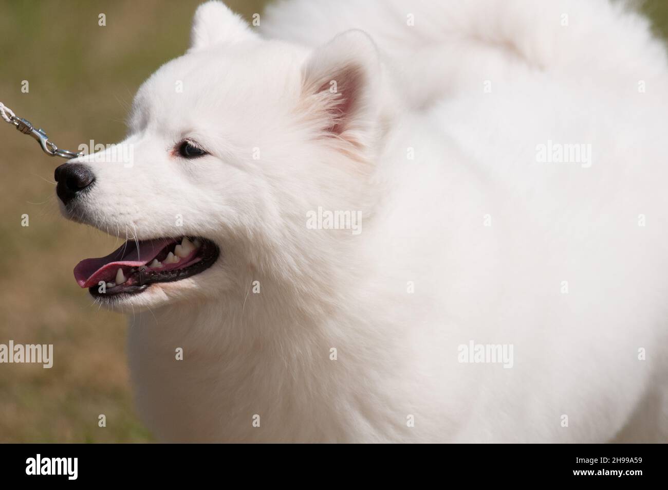 Samoyed face hi-res stock photography and images - Alamy