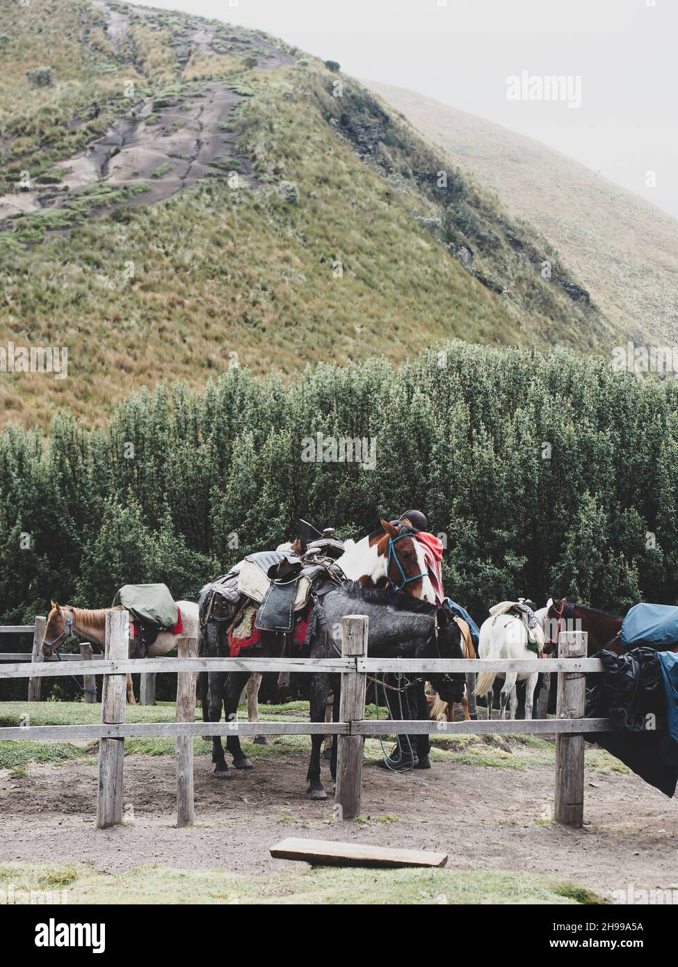 mountain horses. horseback riding through the Andes. Excursions. Horses ...