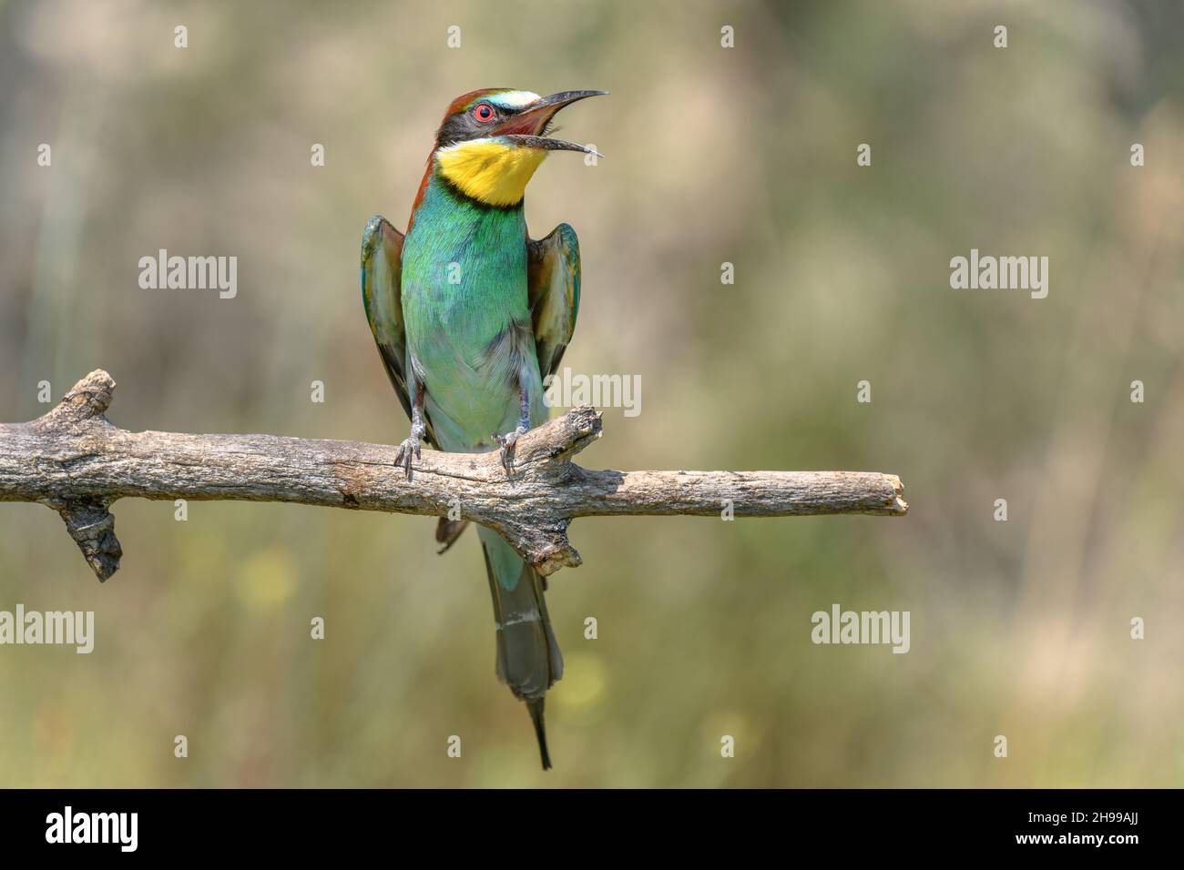 European bee-eaters in courtship display in spring Stock Photo - Alamy