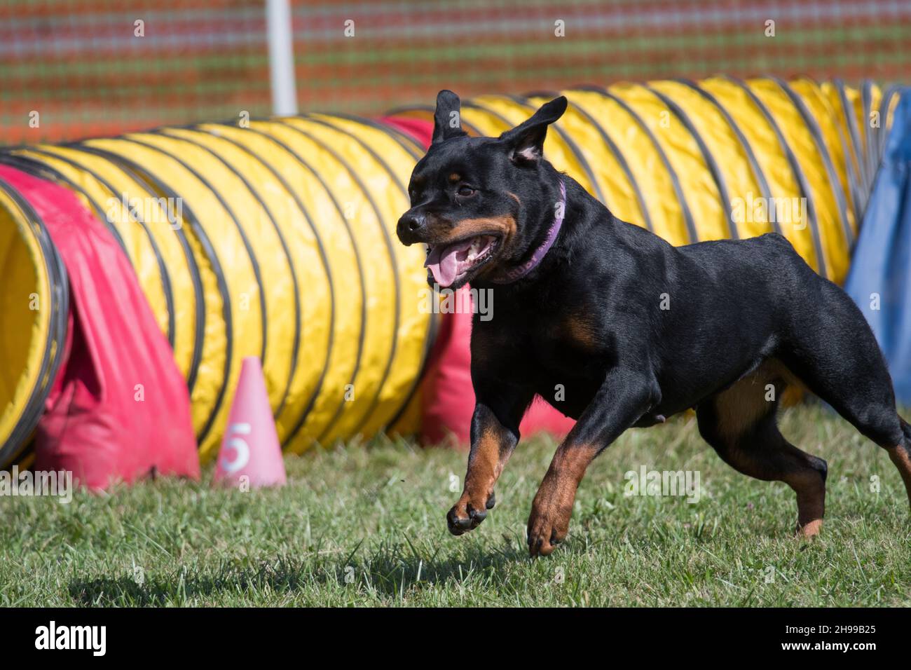 Rottweiler running across agility course Stock Photo - Alamy