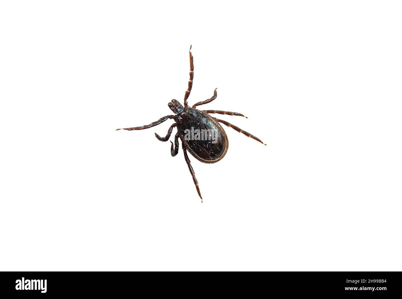 Small common tick on hi-res stock photography and images - Alamy
