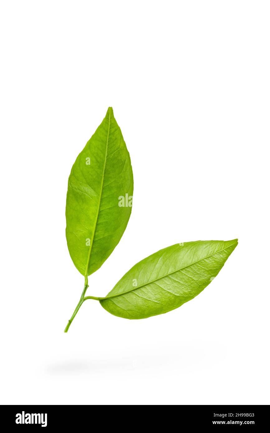 Tangerine Tree Leaves 86,800+ Mandarin Orange Leaves Stock Photos,