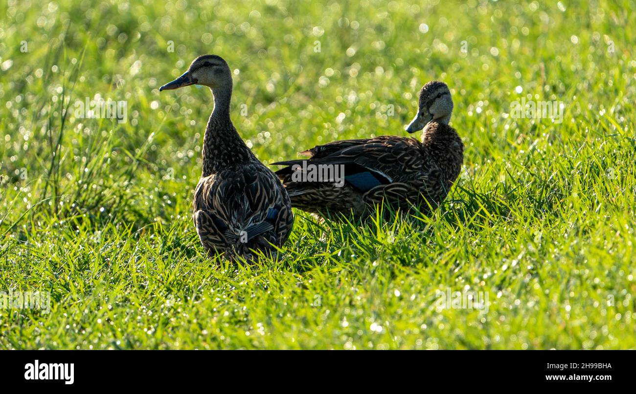 A pair of mallard ducks on a green meadow Stock Photo - Alamy