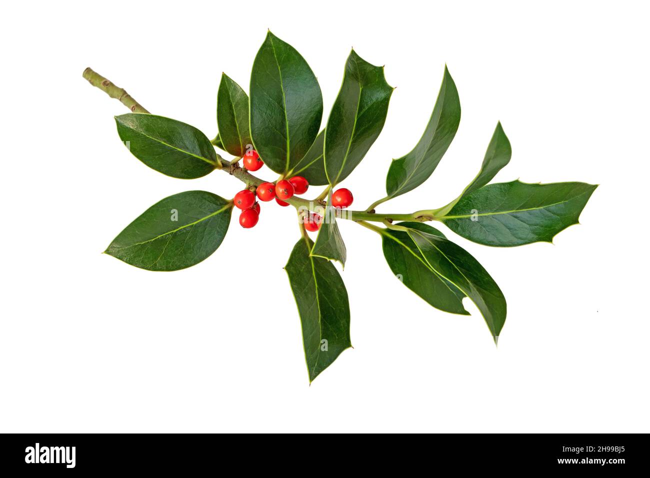 Christmas holly branch. Ilex aquifolium leaves and berries isolated on ...