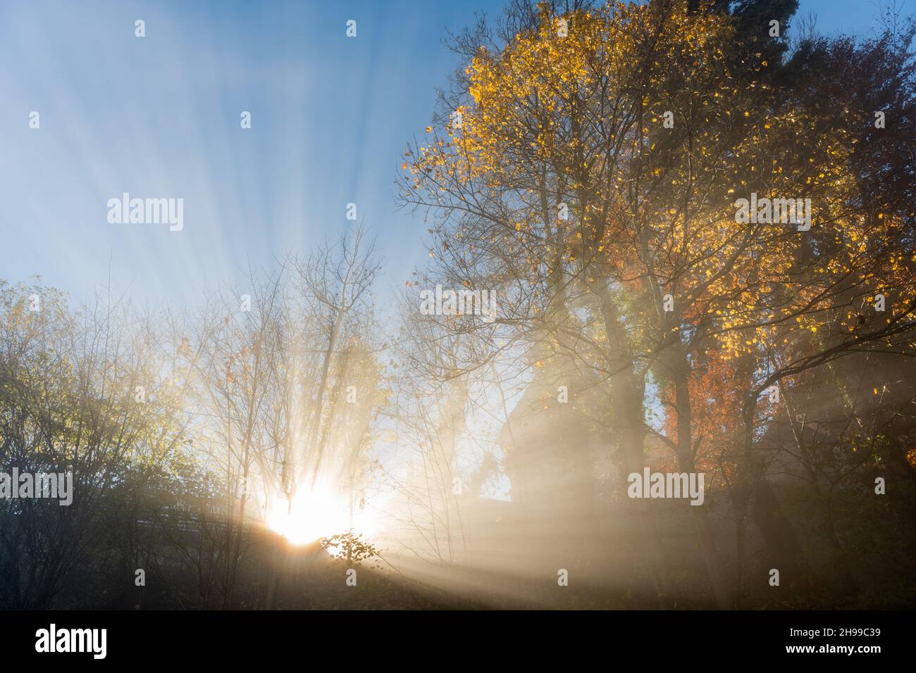 Sunlight filtered through a tree hi-res stock photography and images ...