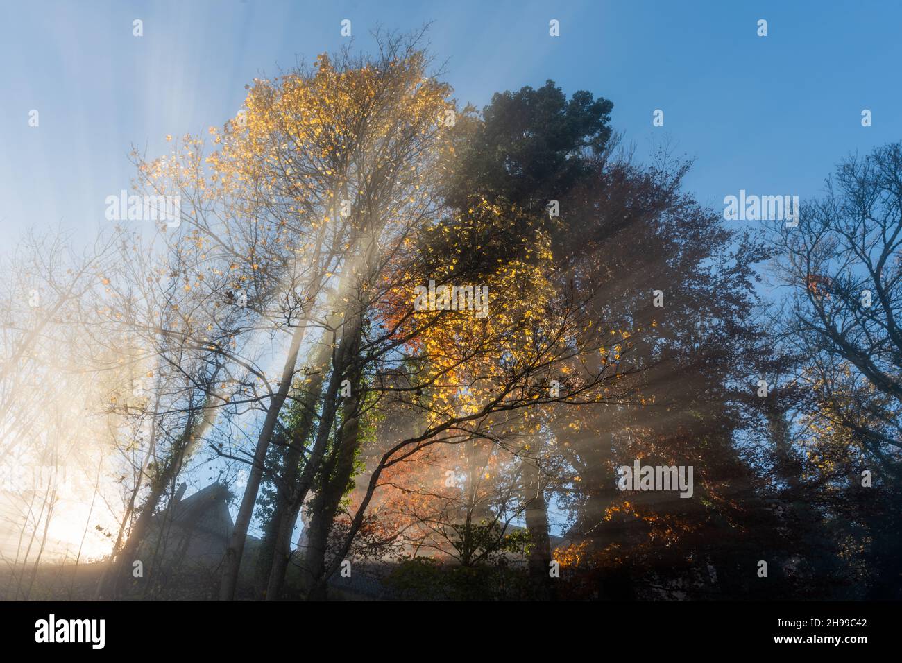 Sunlight filtered through a tree hi-res stock photography and images ...