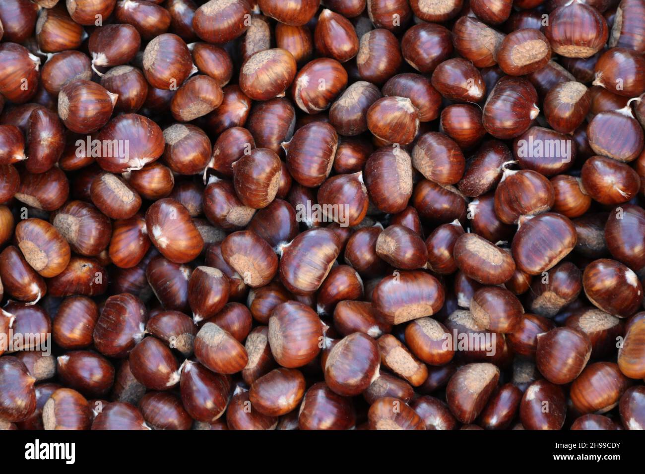 Chestnuts of the autumn season for sale, typical Italian seasonal fruit ...