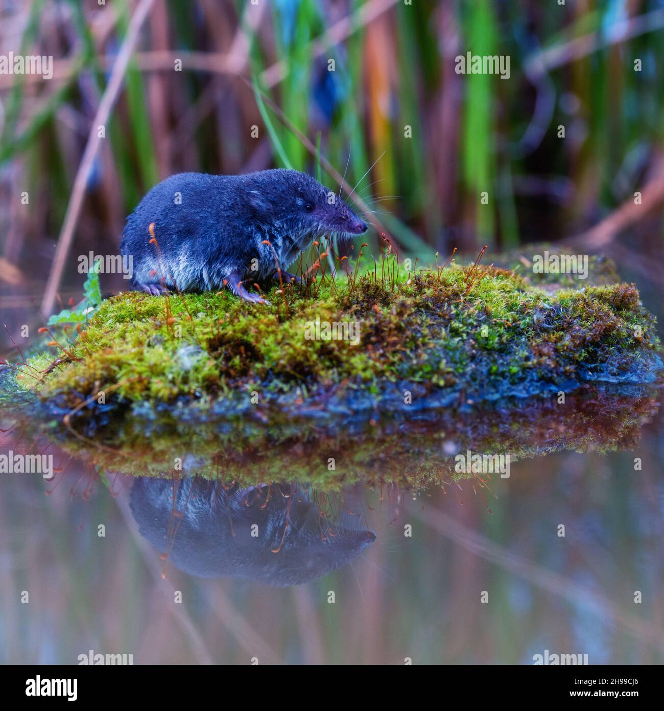 Water shrew white background hi-res stock photography and images - Alamy