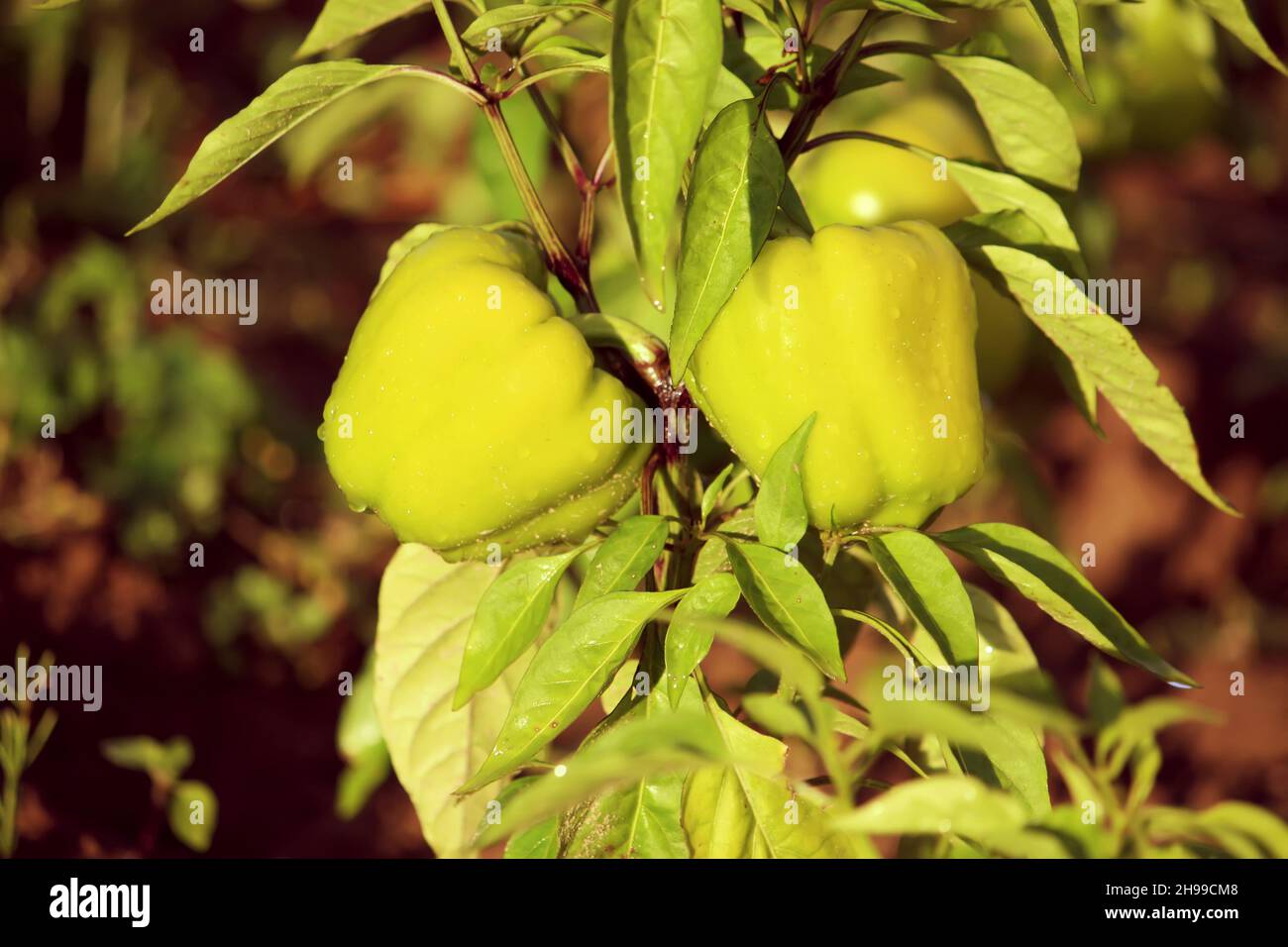 Green unripe paprika plants growing in the greenhouse Stock Photo - Alamy