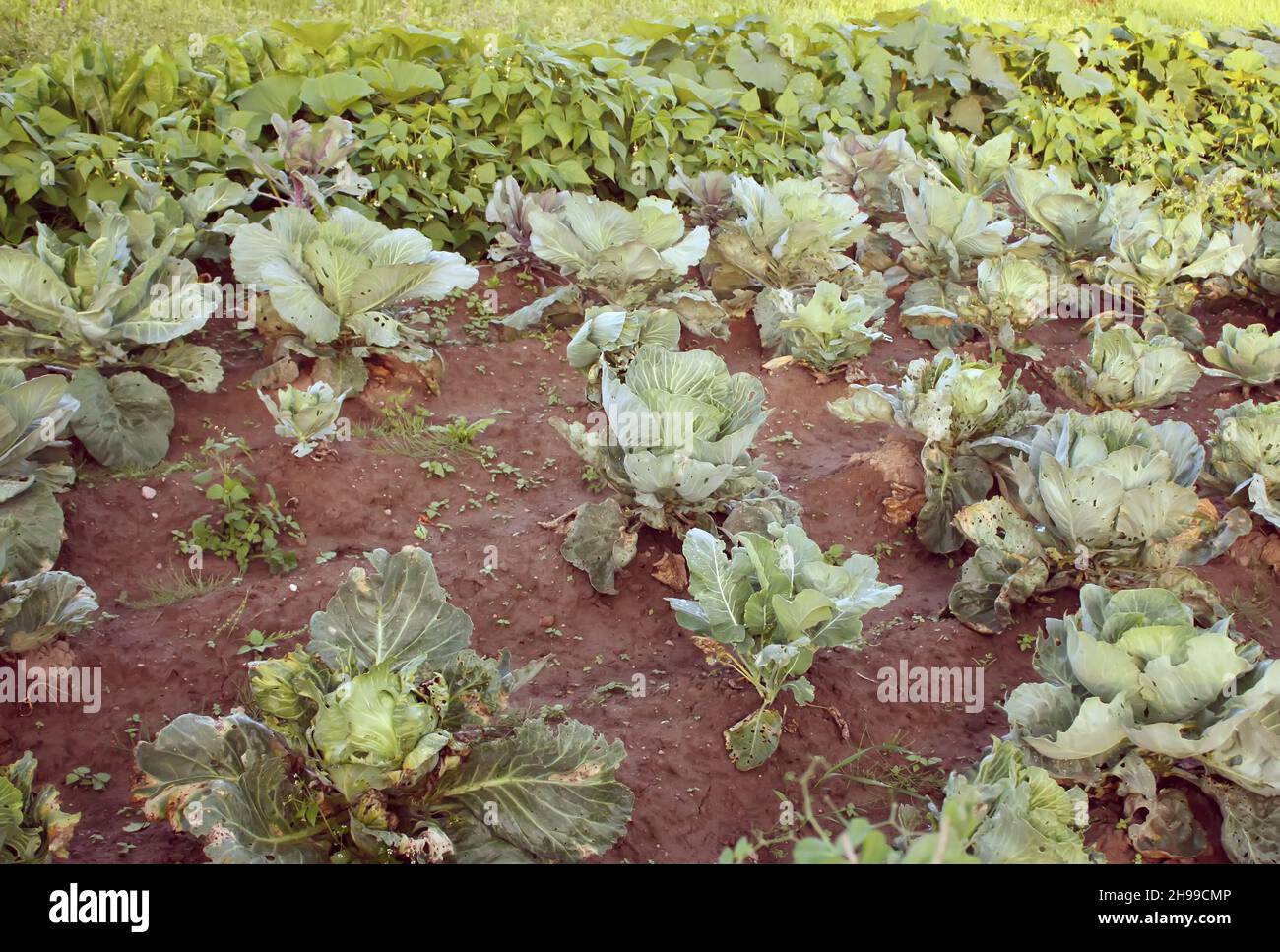 Cabbage growing in the field Stock Photo - Alamy