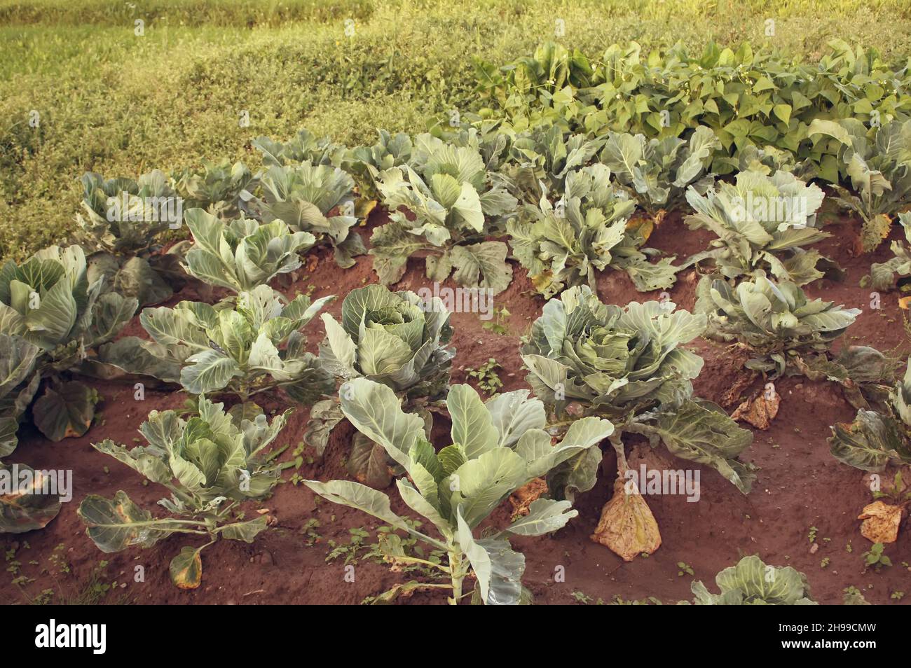 Cabbage seedling in peat hi-res stock photography and images - Alamy