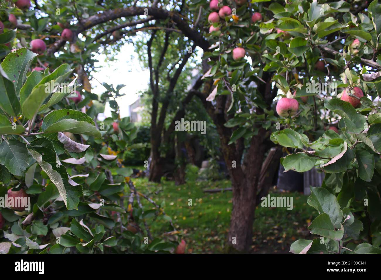 Ripe red apples on the apple tree branch in the garden Stock Photo - Alamy