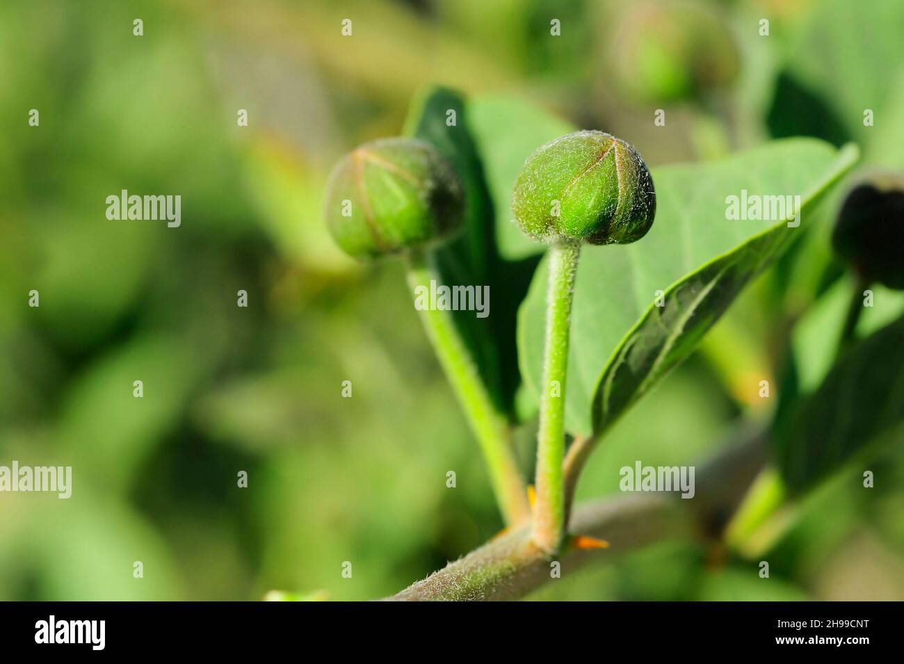 Capparis spinosa - the caper, is a shrubby plant with edible buds Stock ...