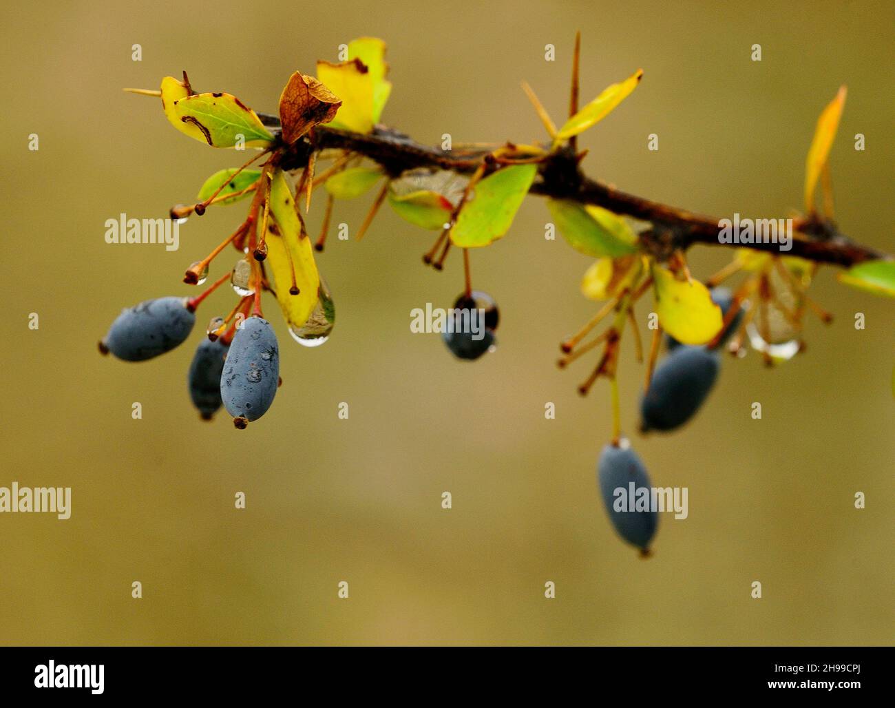 Berberis hispanica - The barberry is a fruit - family Berberidaceae and ...