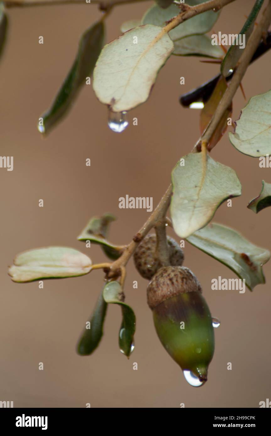 The acorn is a characteristic fruit of the Quercus species Stock Photo ...