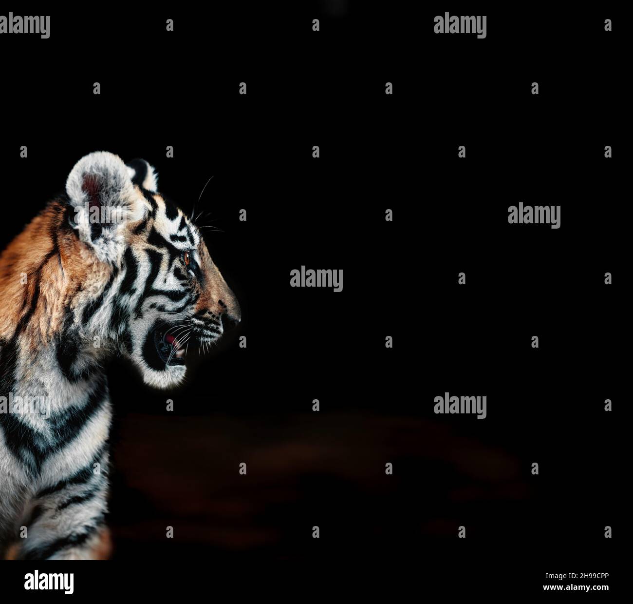Portrait of a beautiful tiger cub in profile. Tiger cub on a black ...