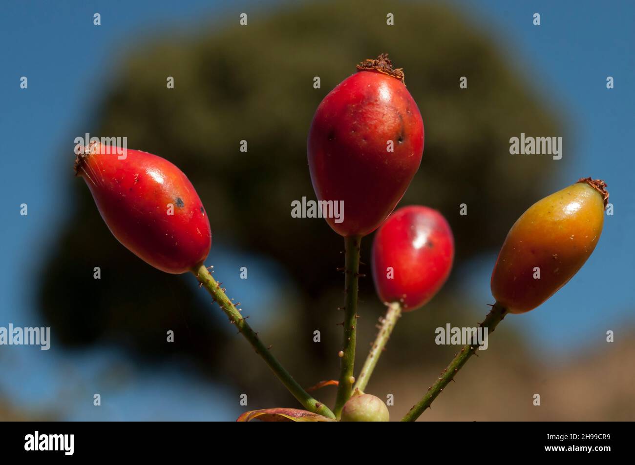 The rose hip is the pomaceous fruit of the Rosa genus shrubs Stock ...