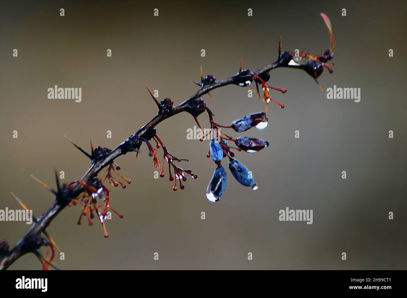 Berberis hispanica - The barberry is a fruit - family Berberidaceae and ...