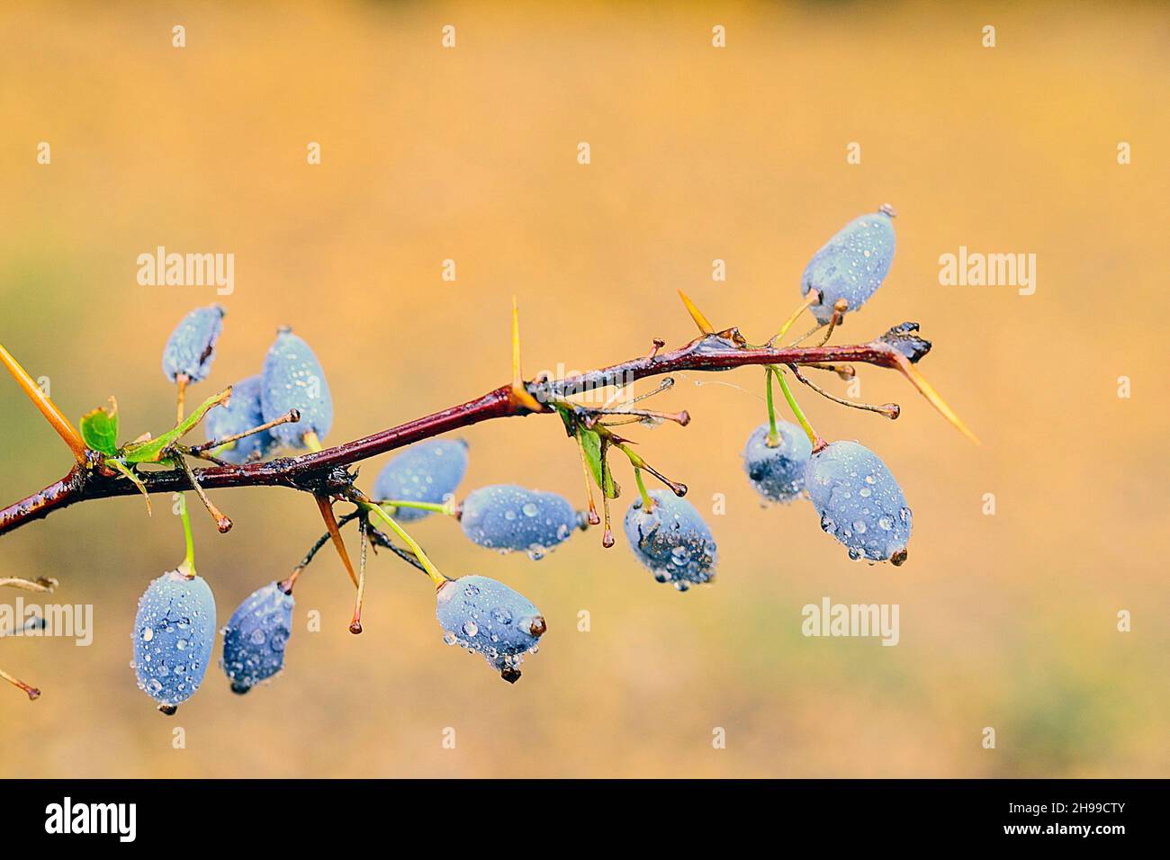 Berberis hispanica - The barberry is a fruit - family Berberidaceae and ...