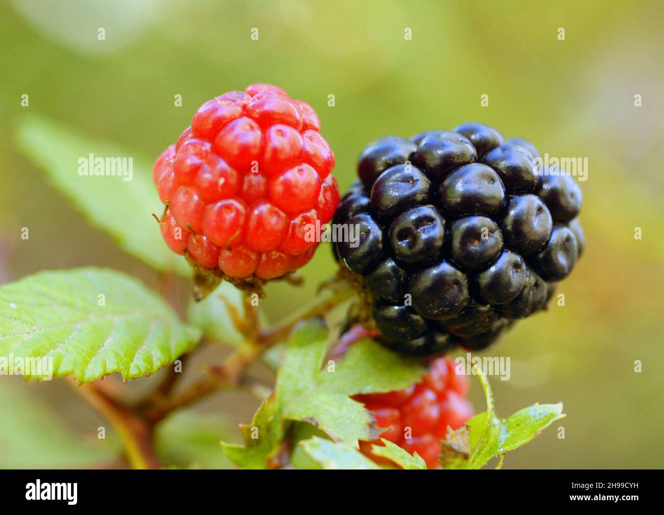 Blackberry rubus ulmifolius black rubus hi-res stock photography and ...