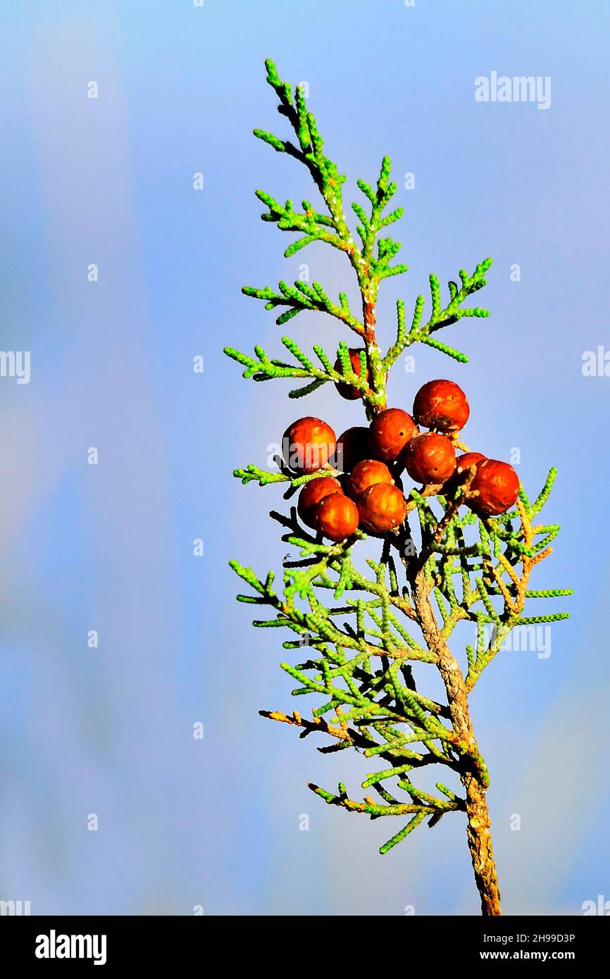 Juniperus phoenicea, is a species of conifer that lives in the ...
