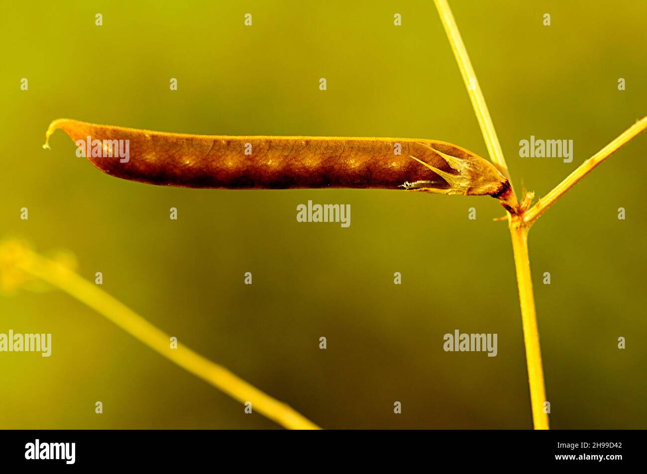 Legumes have the characteristic of forming a pod as a fruit Stock Photo ...
