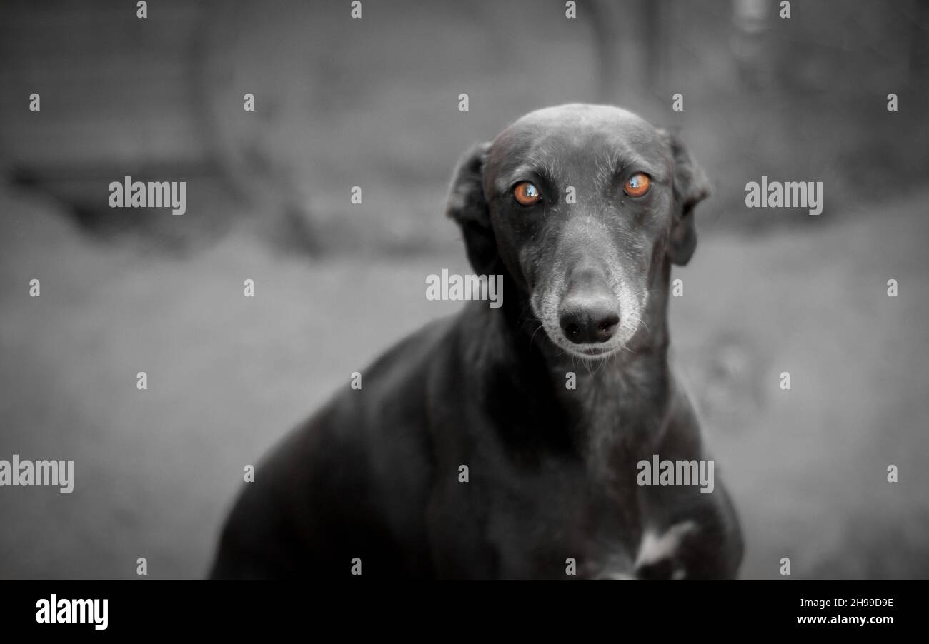 A grayscale closeup shot of a dog with bright red eyes Stock Photo - Alamy