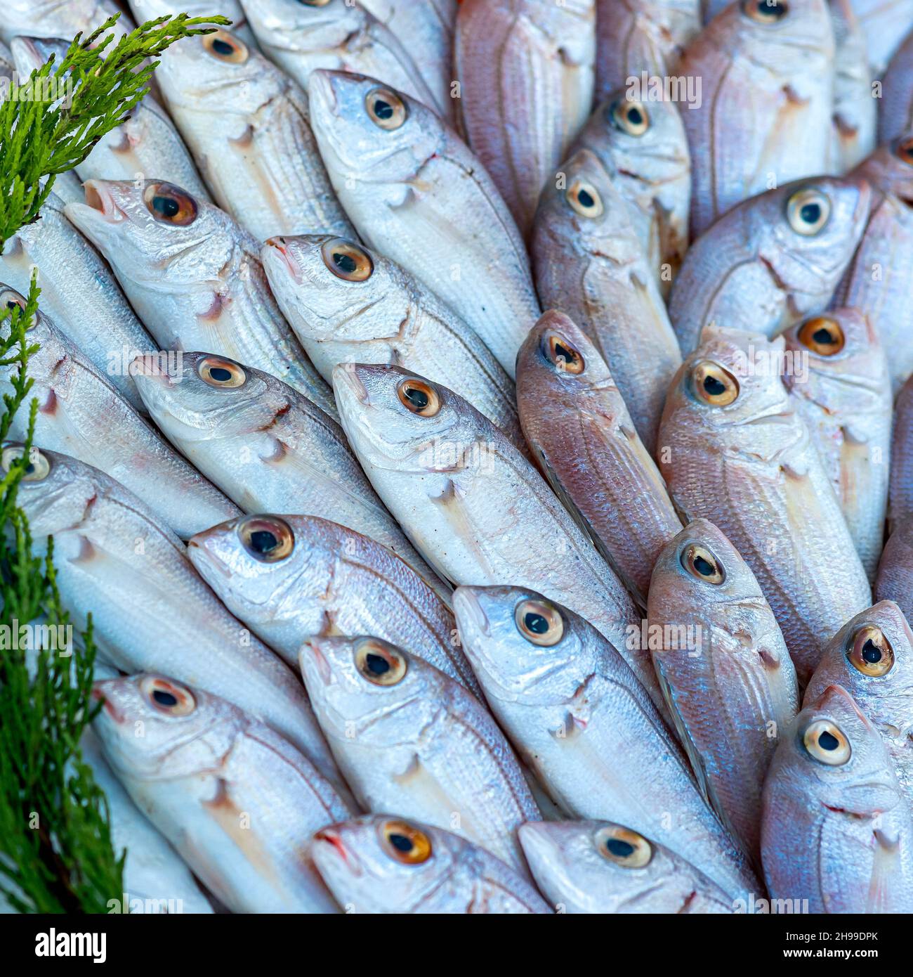 freshly caught fishes on the counter at the fish market Stock Photo - Alamy