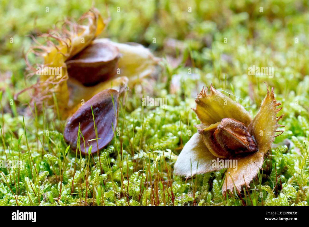 Beech (fagus sylvatica), close up showing the fallen fruits or nuts of ...