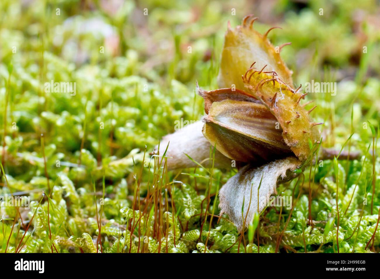 Beech tree seed hi-res stock photography and images - Alamy