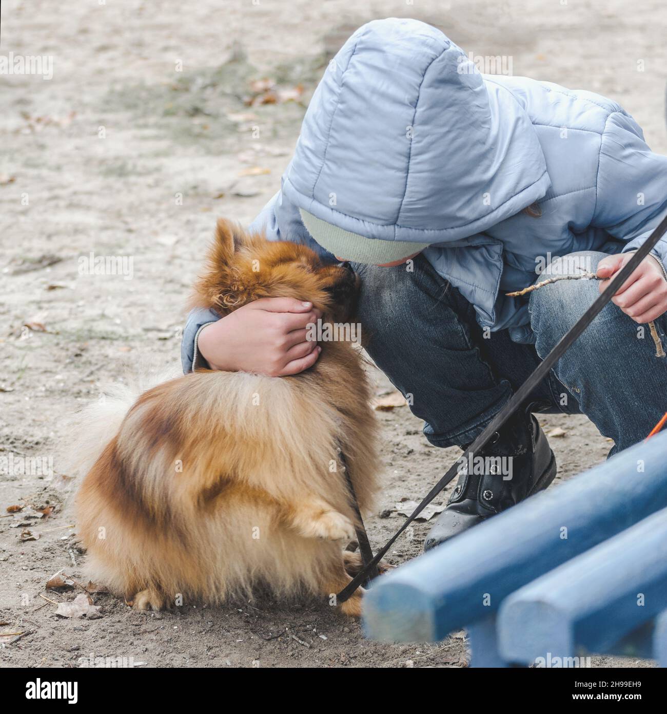 child hugs a red-colored dog of breed orange spitz, friendship and ...