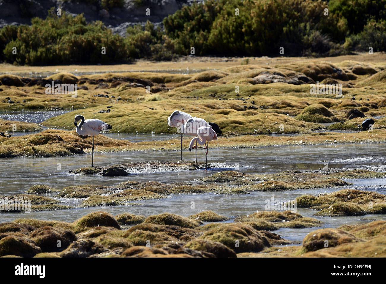 Flora and fauna of the atacama desert hi-res stock photography and ...