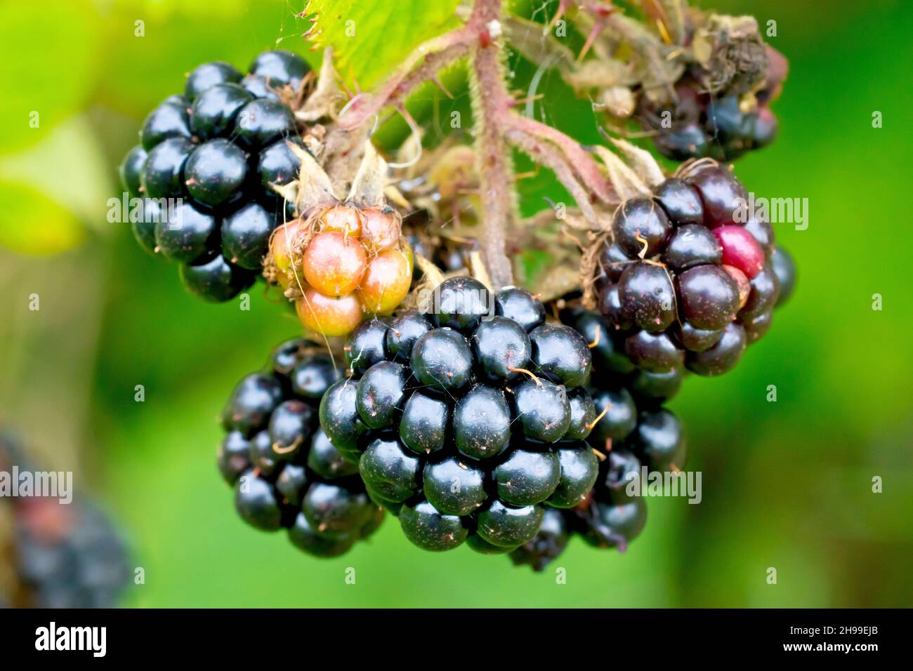 Mostly native plants hi-res stock photography and images - Alamy