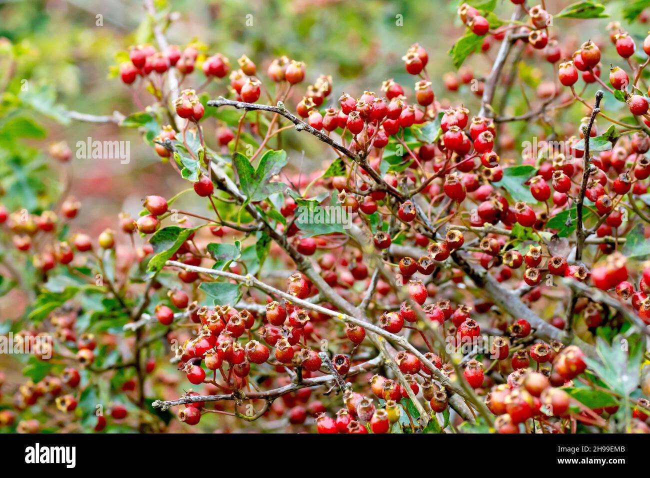 Hawthorn, May Tree or Whitethorn (crataegus monogyna), close up showing ...